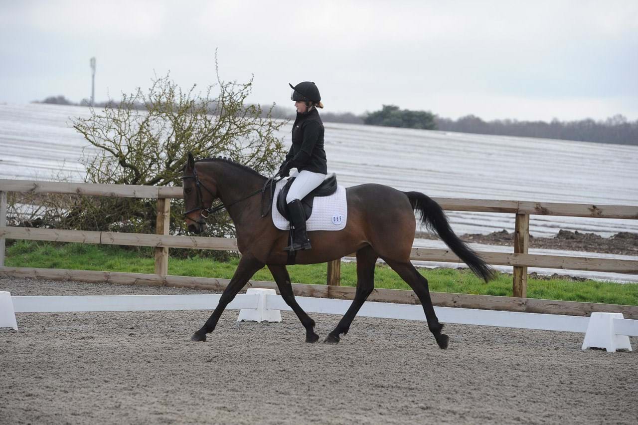 Gallery — Anvil Park Stud